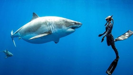 Deep Blue, lo squalo più grande al mondo, nuota con i sub