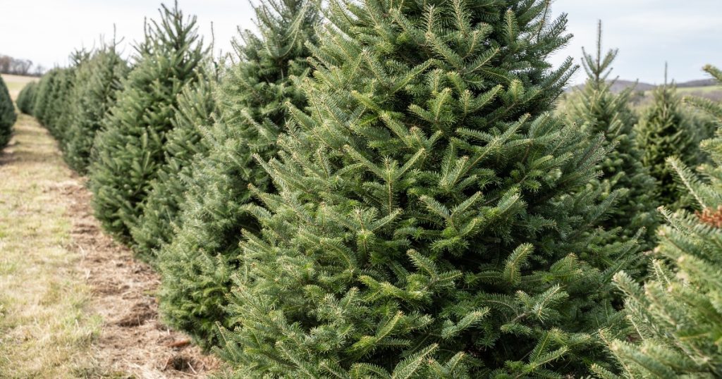 Gli alberi emettono strani bagliori blu durante i temporali: visti per ...