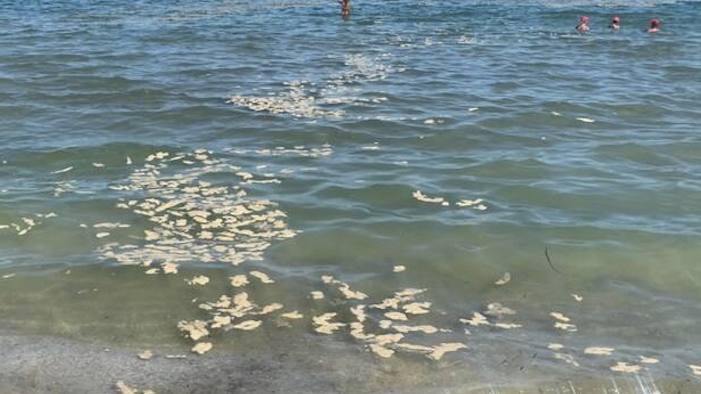 Adriatico, la mucillagine che ha invaso la riviera è visibile anche ...