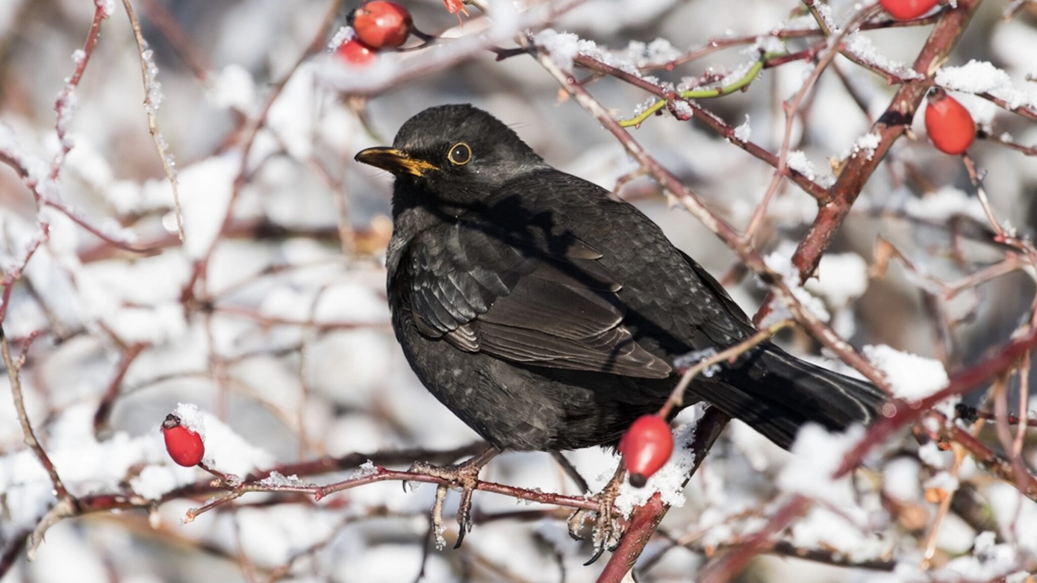 Giorni della Merla 2025, quali sono e perché questo nome: la leggenda