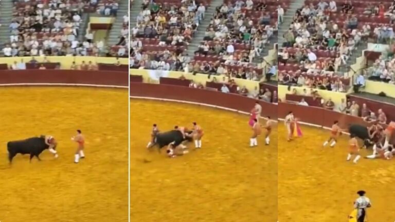 Corrida shock: torero giovanissimo ucciso dal toro, poi subito un'altra ...