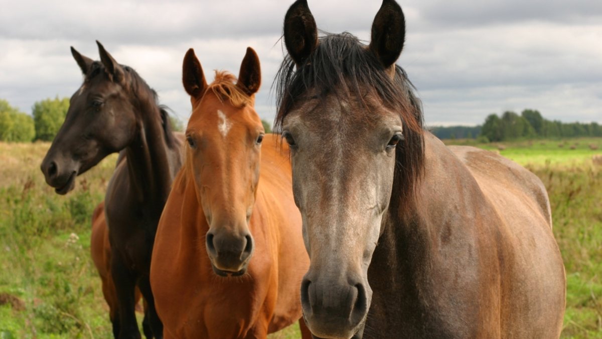 Furti con il Pos in tasca, in Italia spopola la nuova truffa: "Ti svuotano il conto senza toccarti"